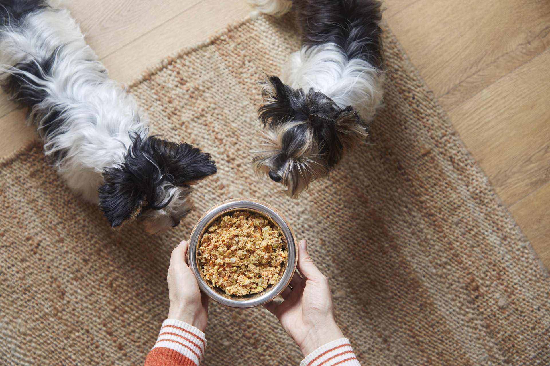 Las diferencias entre la comida natural cocinada para perros y la dieta ...